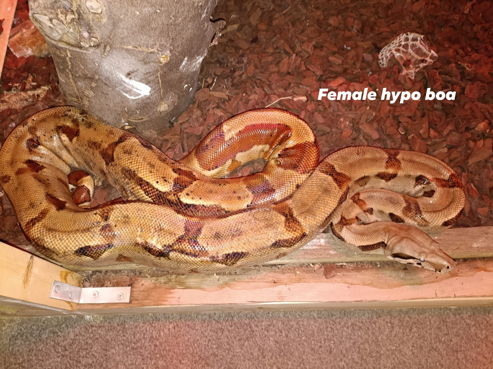 Animal Adoption - ftrescue