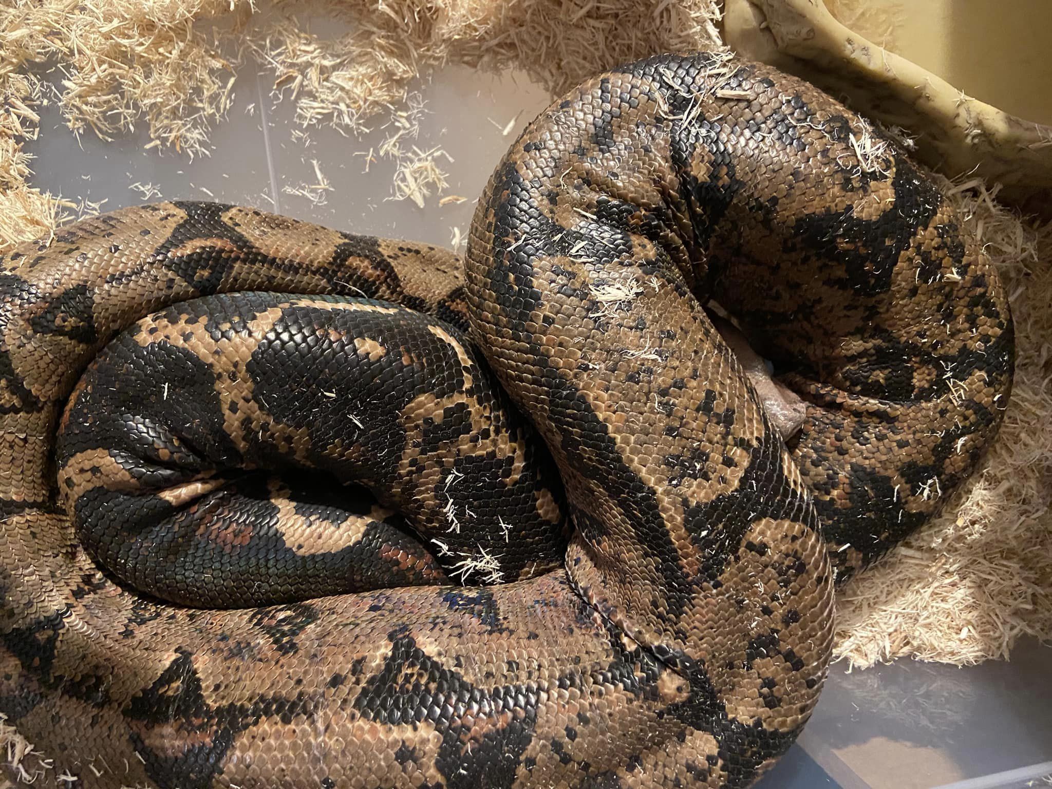 Snakes - ftrescue